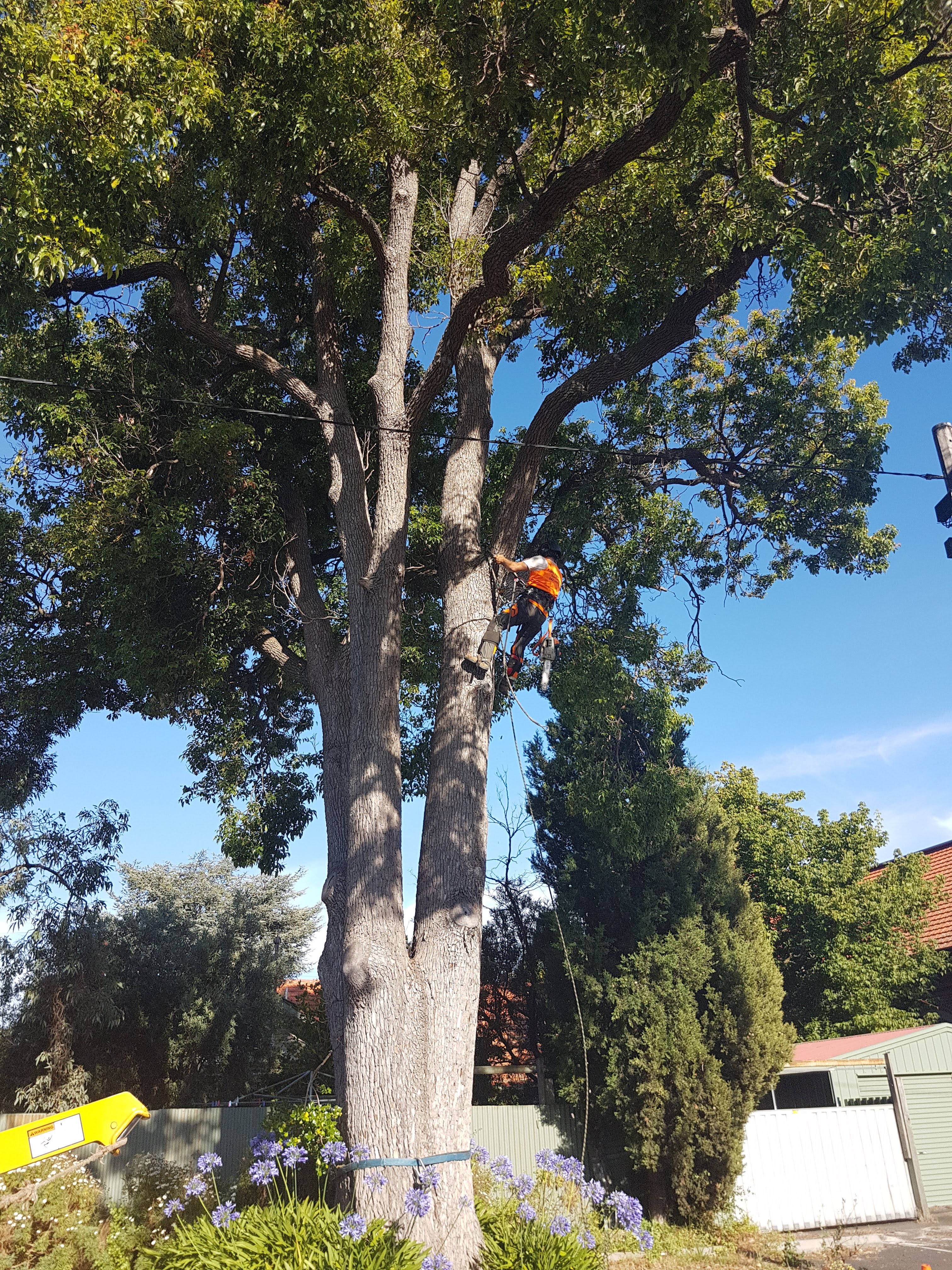 RAZOR BLADE TREE SPECIALISTS PTY LTD – Moorabbin VIC – 1 Review